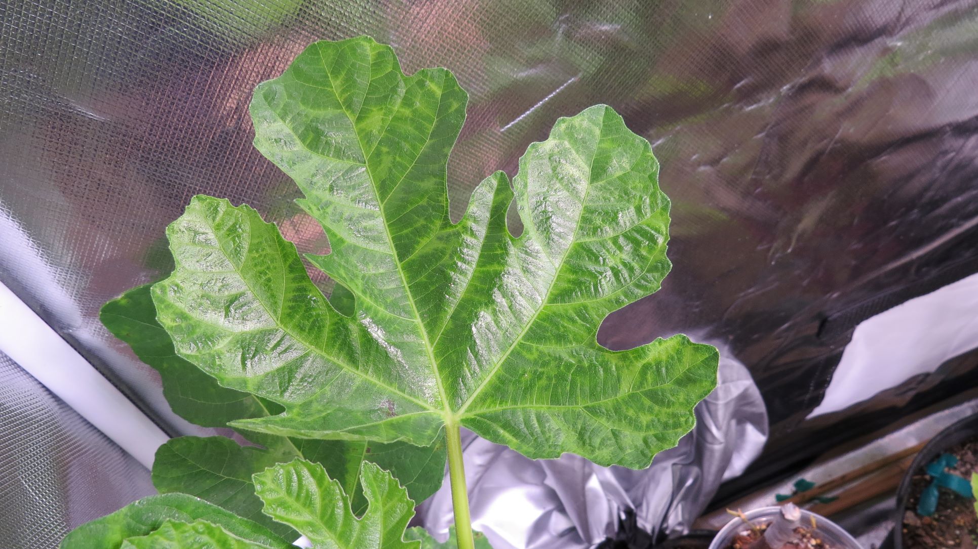 Pests and Disease – I grow figs