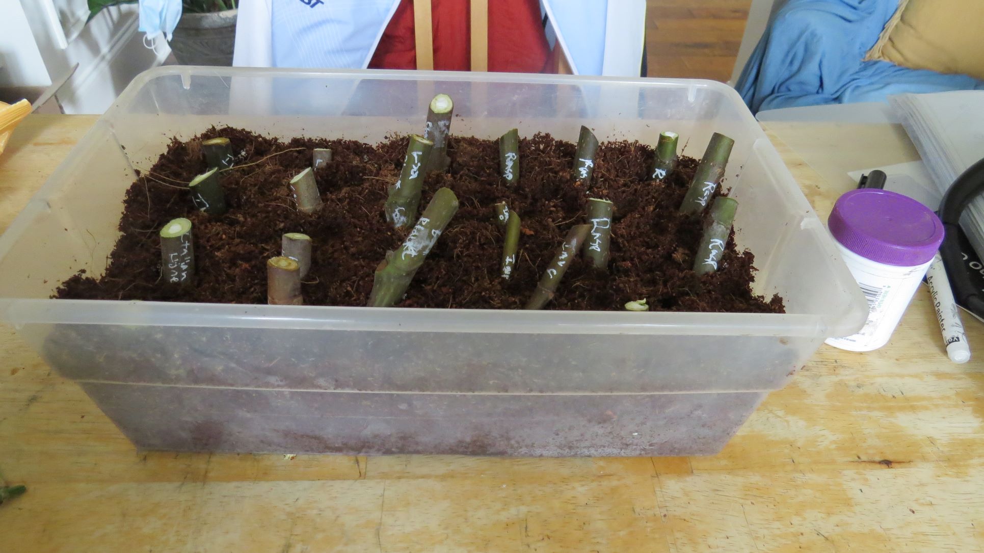 Rooting for Short Cuttings – I grow figs